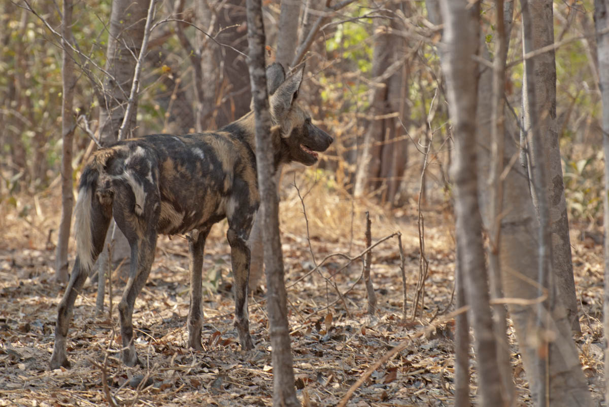 Are There African Wild Dogs In Algeria